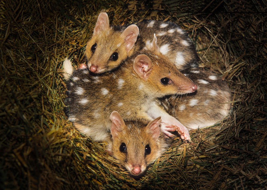 Eastern Quoll babies - Esther Beaton